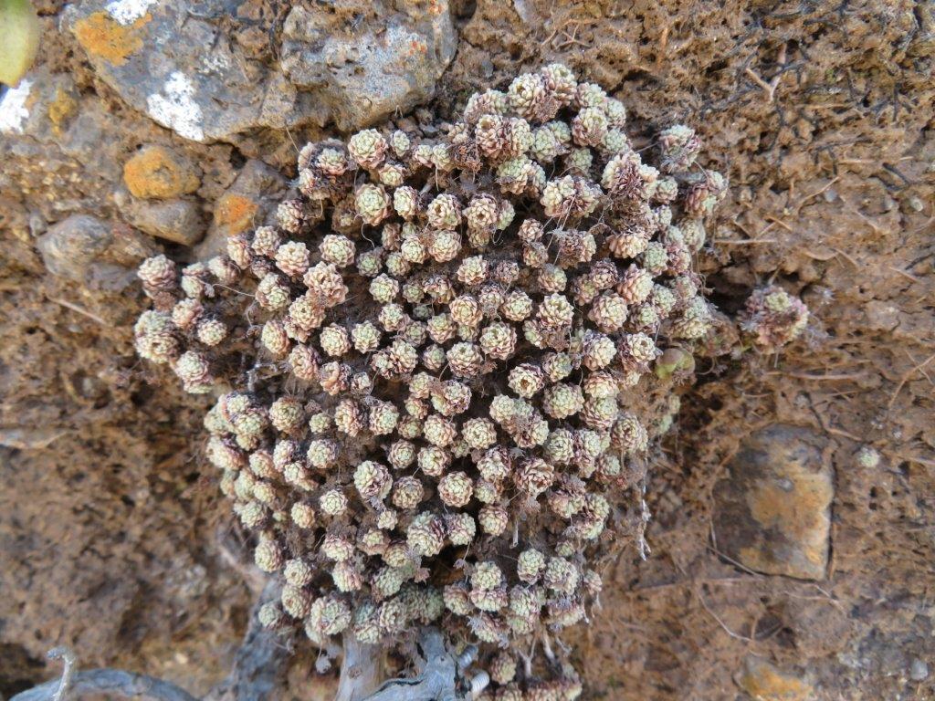 POLYPHYLLA ssp. AMYDROS Nyffeler, 1992 (engl./ fr.)